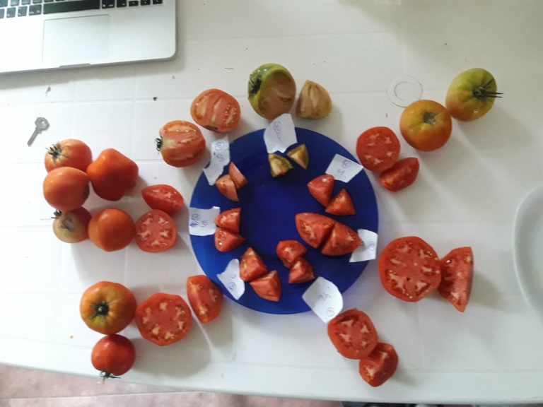 Tomate criollo: conclusiones de la campaña 2021-2022 - Bioleft